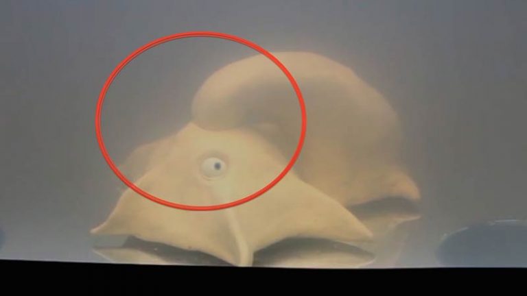 Russian Frankenstein Creates Real Monster Movie in these WTF Homunculus ...